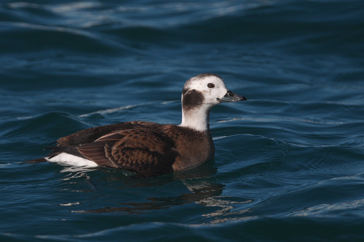 お魚咥えたコオリガモ雌 Long-tailed Duck : jobi,jobi!