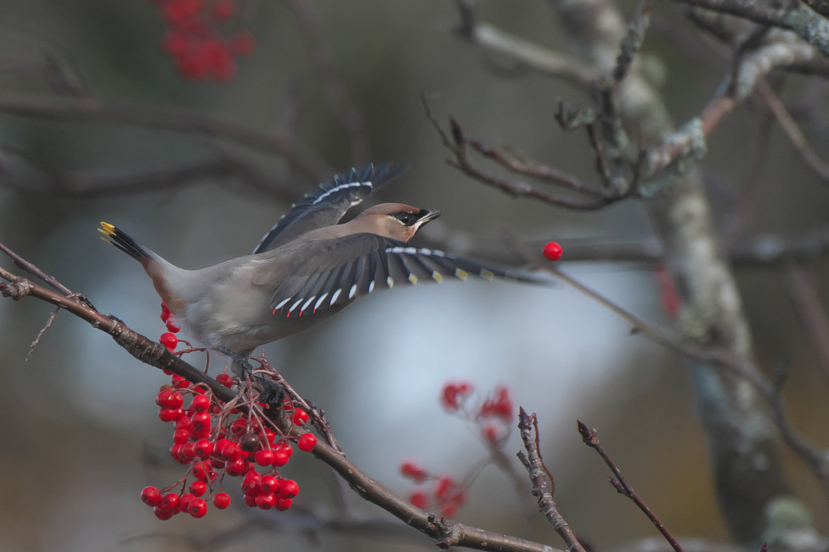 キレンジャク飛来 Bohemian Waxwing : jobi,jobi!