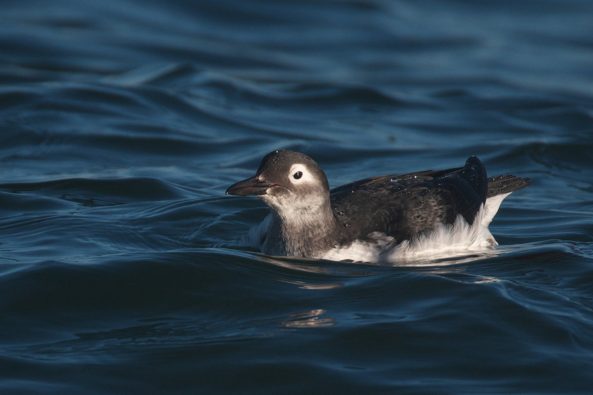 近くの漁港のケイマフリ Spectacled Guillemot : jobi,jobi!