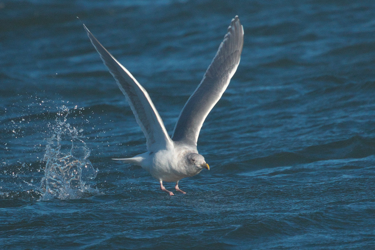 クムリーンカモメ（ほぼ）成鳥 Kumlien's Gull : jobi,jobi!