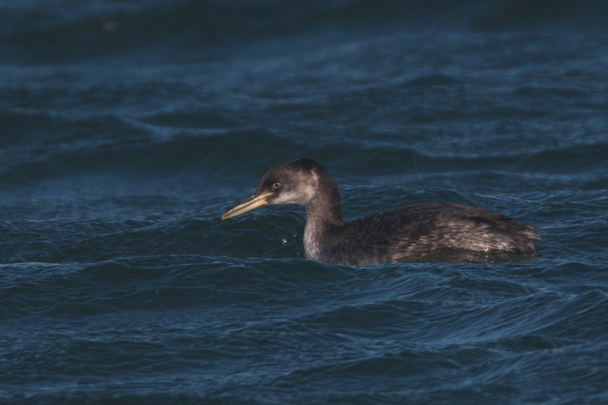 アカエリカイツブリ冬羽 Red-necked Grebe : jobi,jobi!