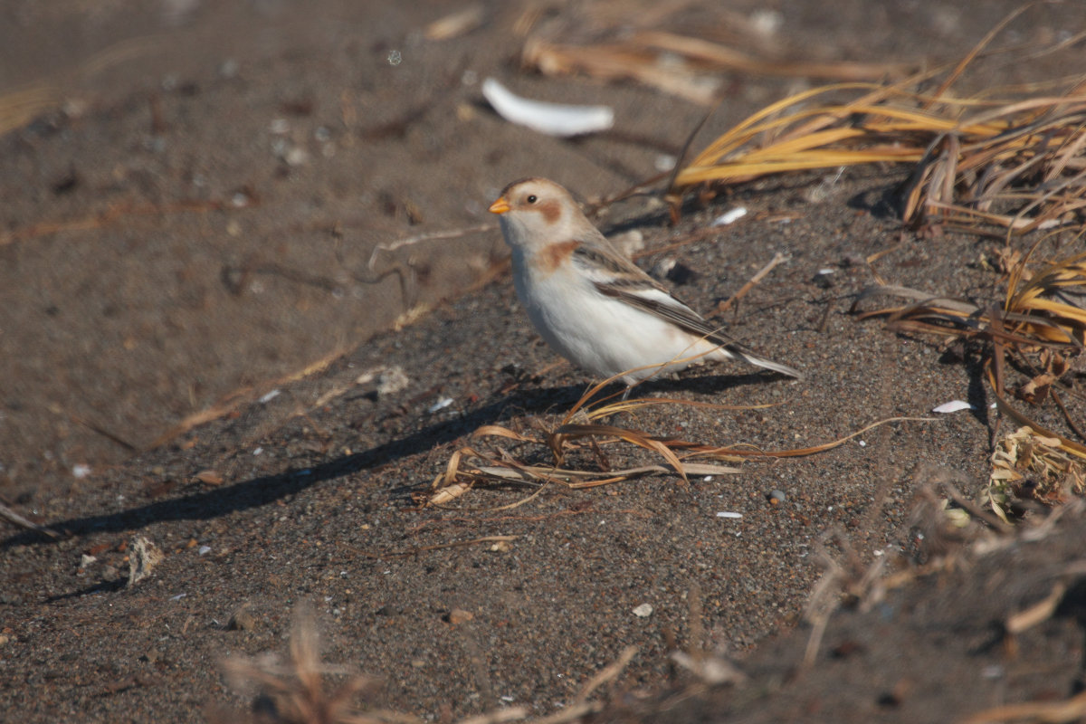 近くで撮れたユキホオジロ～その2 Snow Bunting : jobi,jobi!