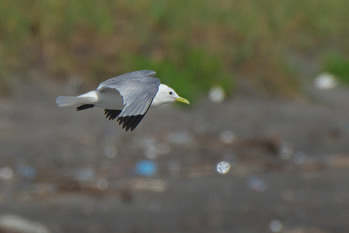 ミツユビカモメ飛翔 Black-legged Kittiwake : jobi,jobi!