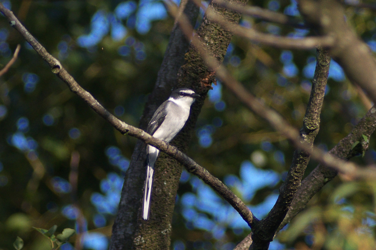 リュウキュウサンショウクイ雌 Ryukyu Minivet : jobi,jobi!