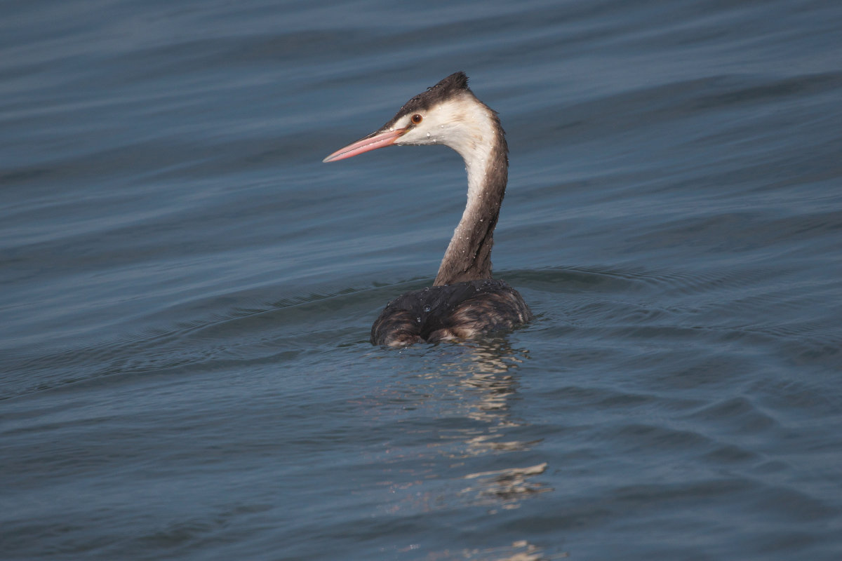 冬羽のカンムリカイツブリ Great Crested Grebe : jobi,jobi!