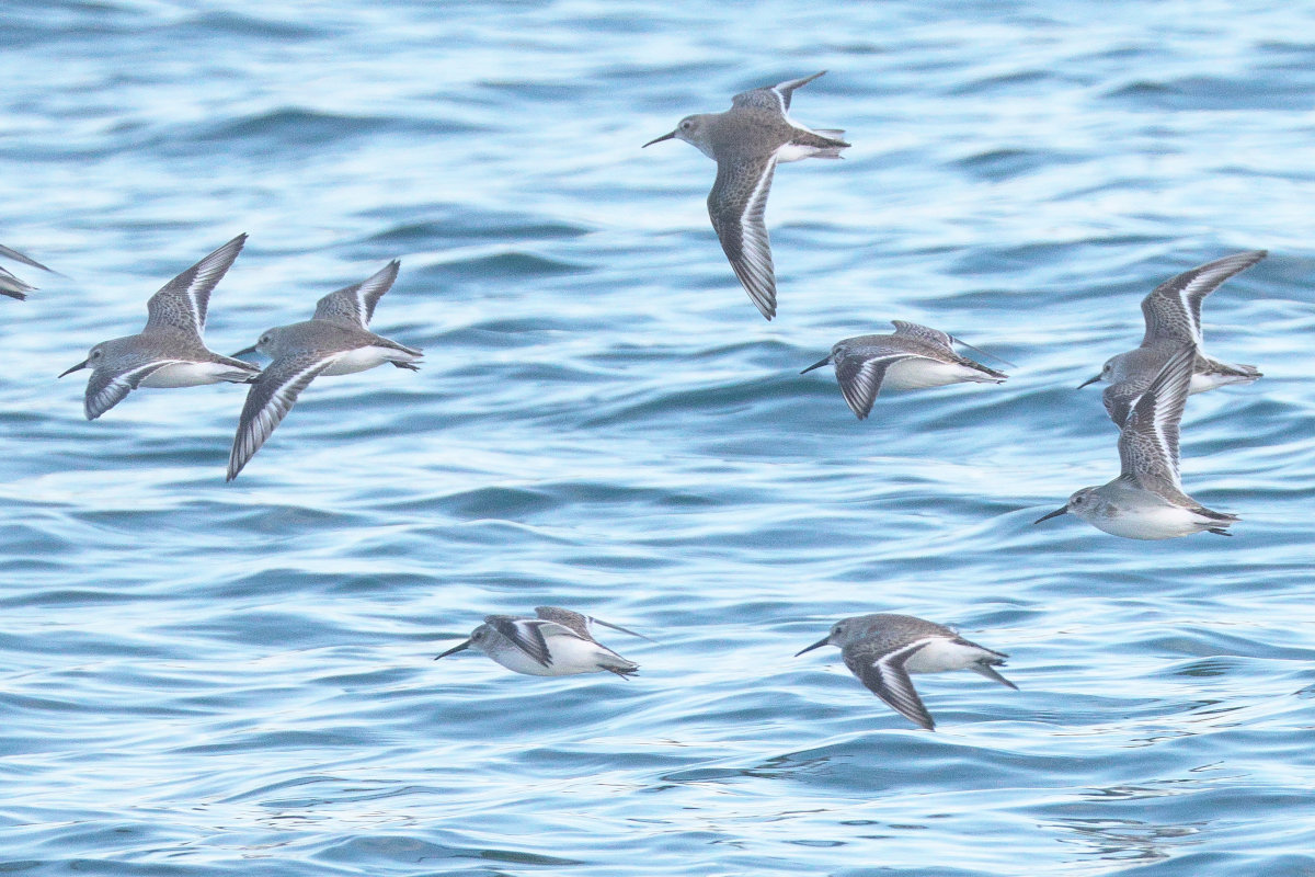 漁港の越冬ハマシギ Dunlin : jobi,jobi!