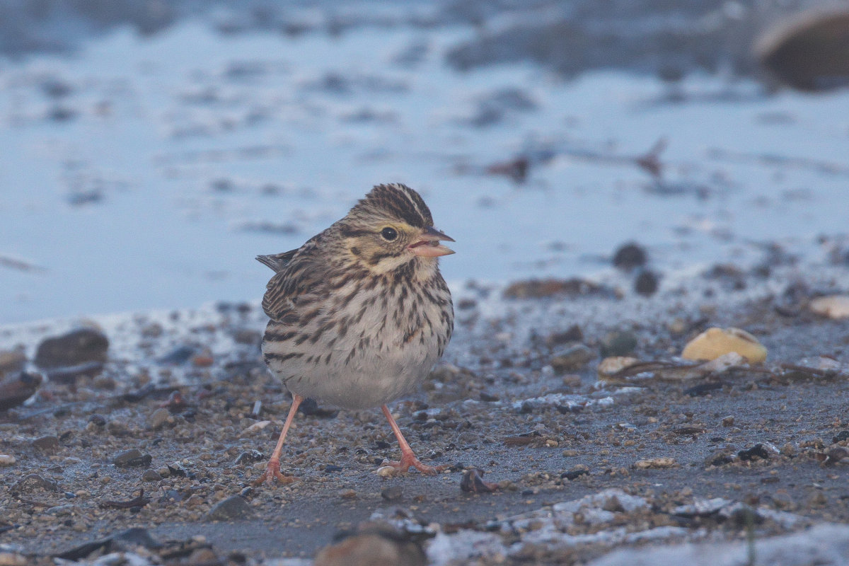 砂浜にサバンナシトド Savannah Sparrow : jobi,jobi!