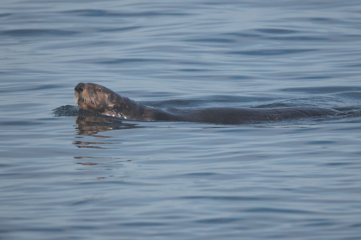 ラッコが通る Sea Otter : jobi,jobi!