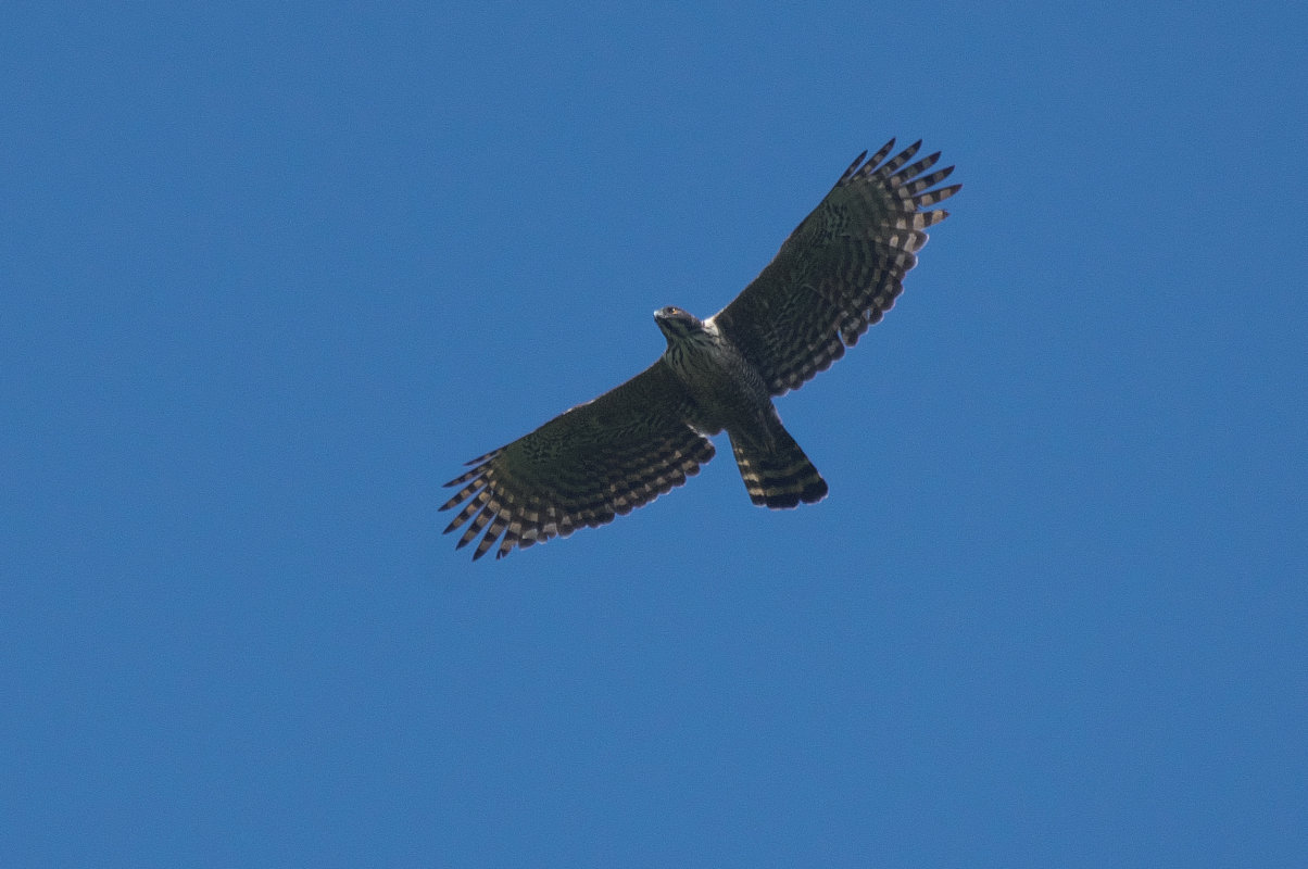 クマタカ Mountain Hawk Eagle : jobi,jobi!