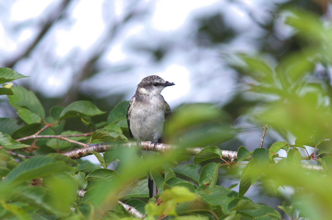 リュウキュウサンショウクイ幼鳥 : jobi,jobi!