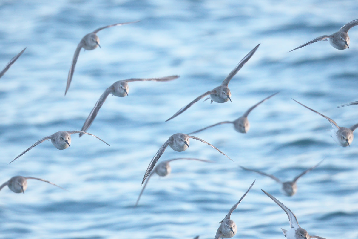 漁港の越冬ハマシギ Dunlin : jobi,jobi!