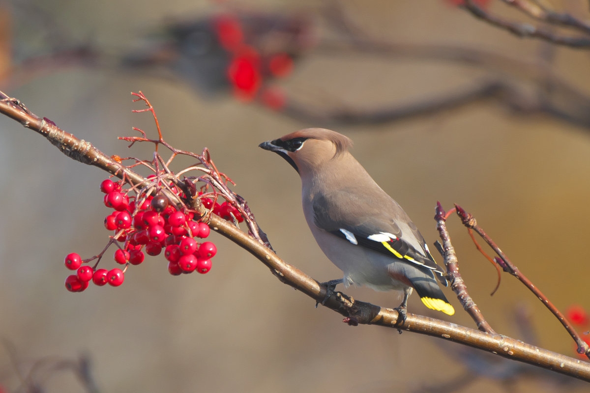 キレンジャク飛来 Bohemian Waxwing : jobi,jobi!