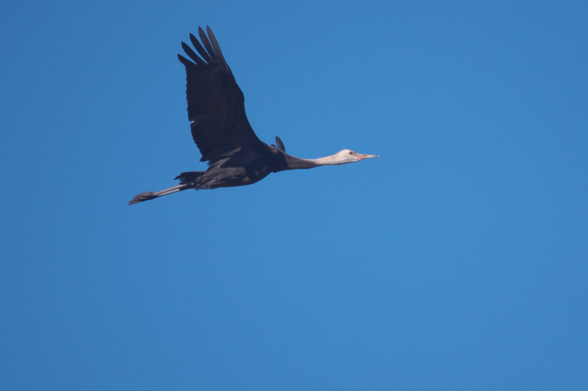 出水でナベヅル Hooded Crane : jobi,jobi!