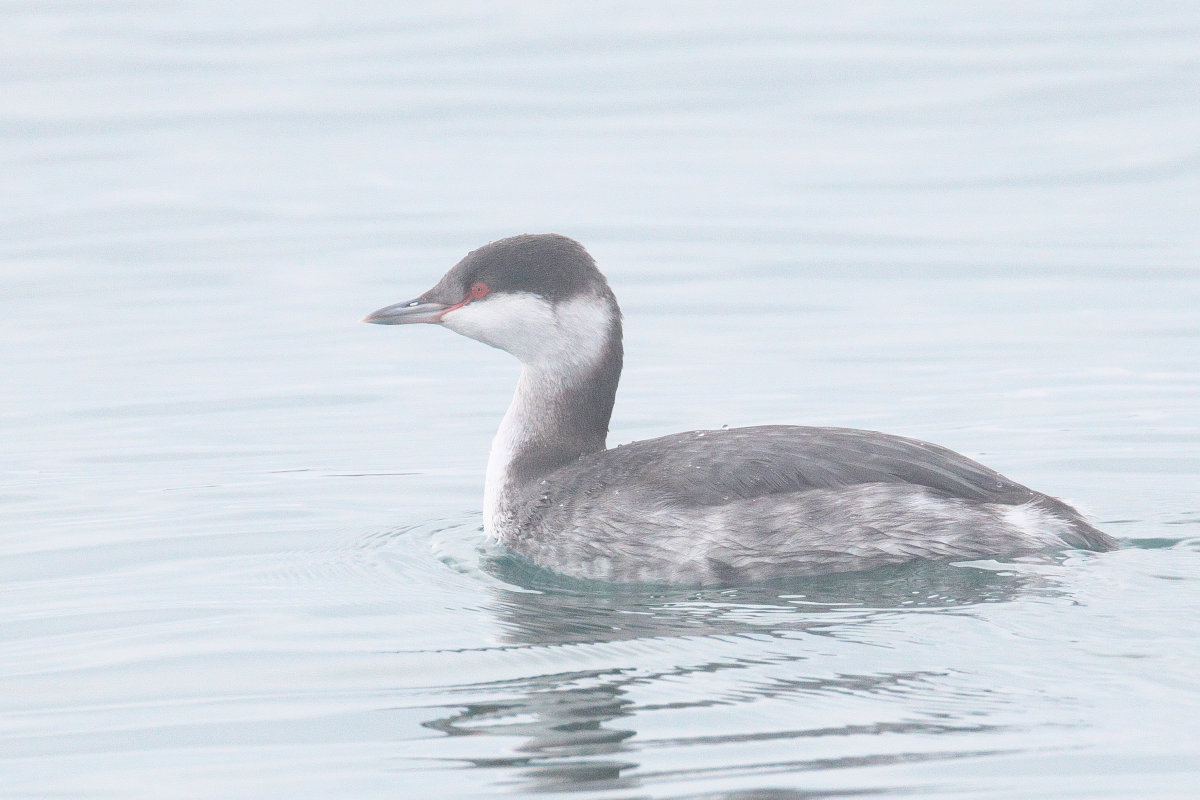 ミミカイツブリ第一回冬羽 Horned Grebe : jobi,jobi!