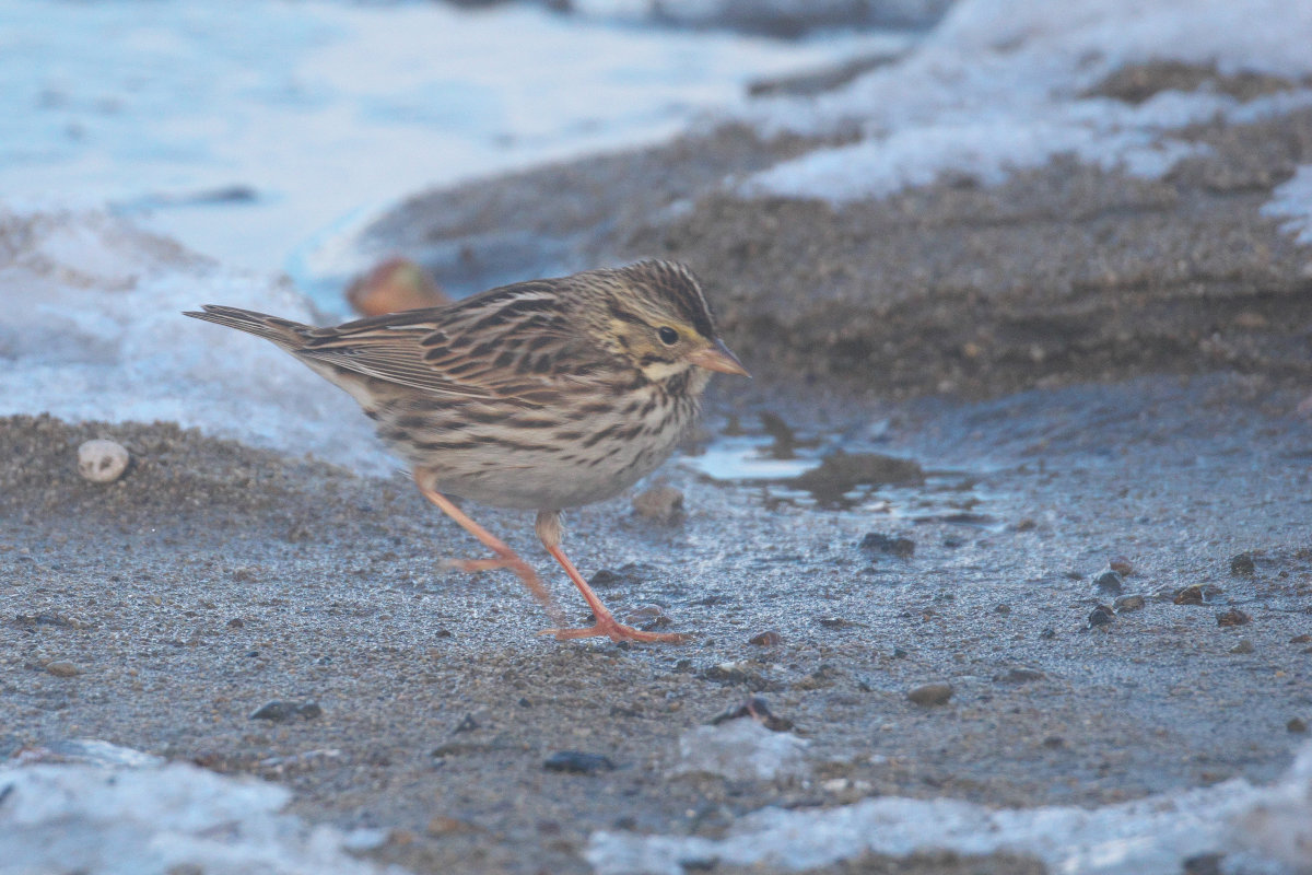 走るサバンナシトド Savannah Sparrow : jobi,jobi!