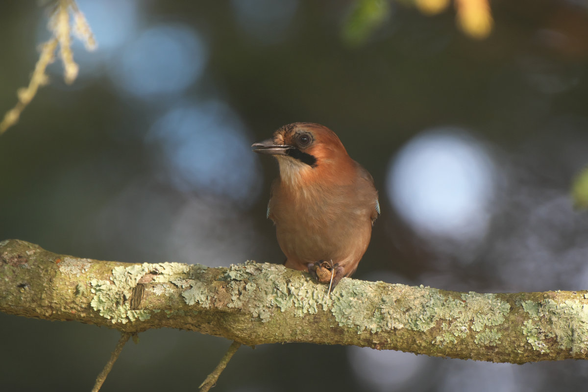 亜種ミヤマカケス Eurasian Jay : jobi,jobi!
