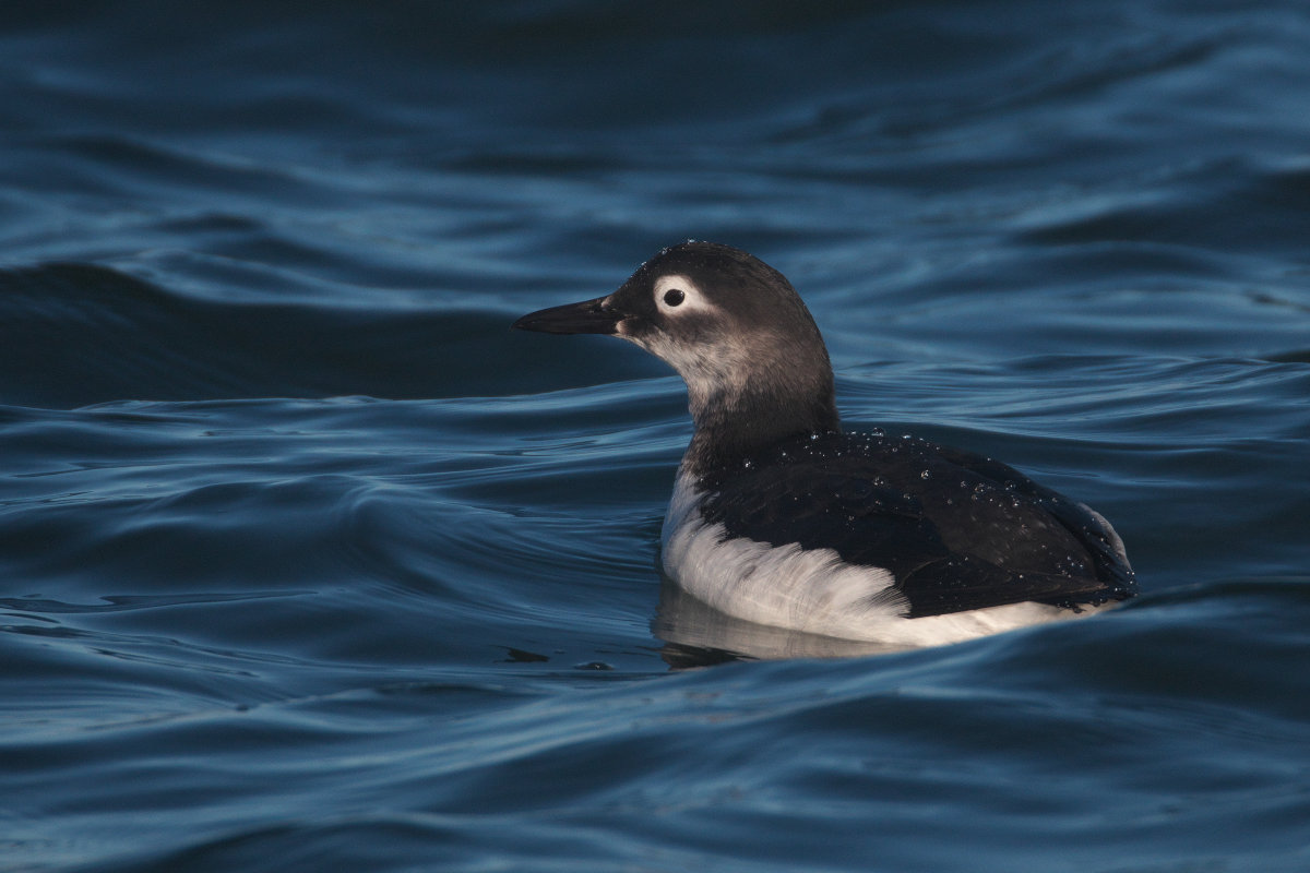 近くの漁港のケイマフリ Spectacled Guillemot : jobi,jobi!