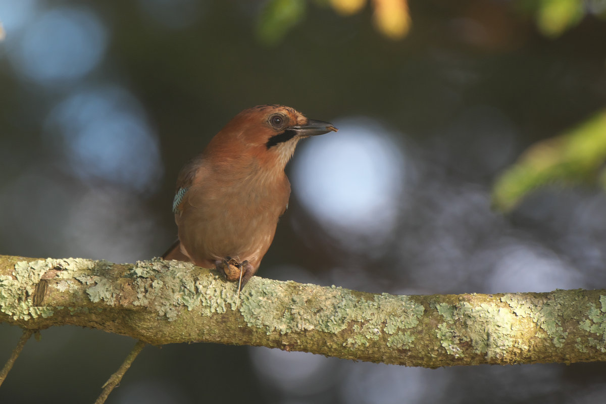 亜種ミヤマカケス Eurasian Jay : jobi,jobi!