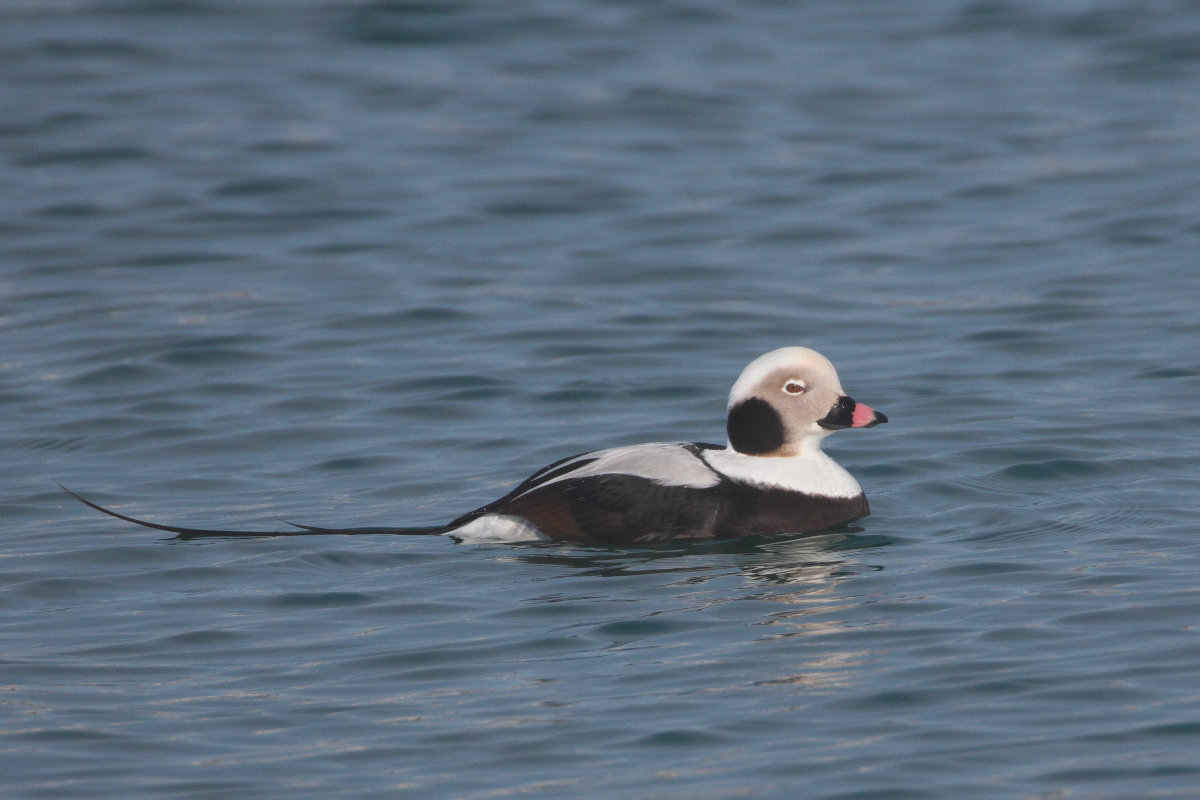 尾の長いコオリガモ Long-tailed Duck : jobi,jobi!