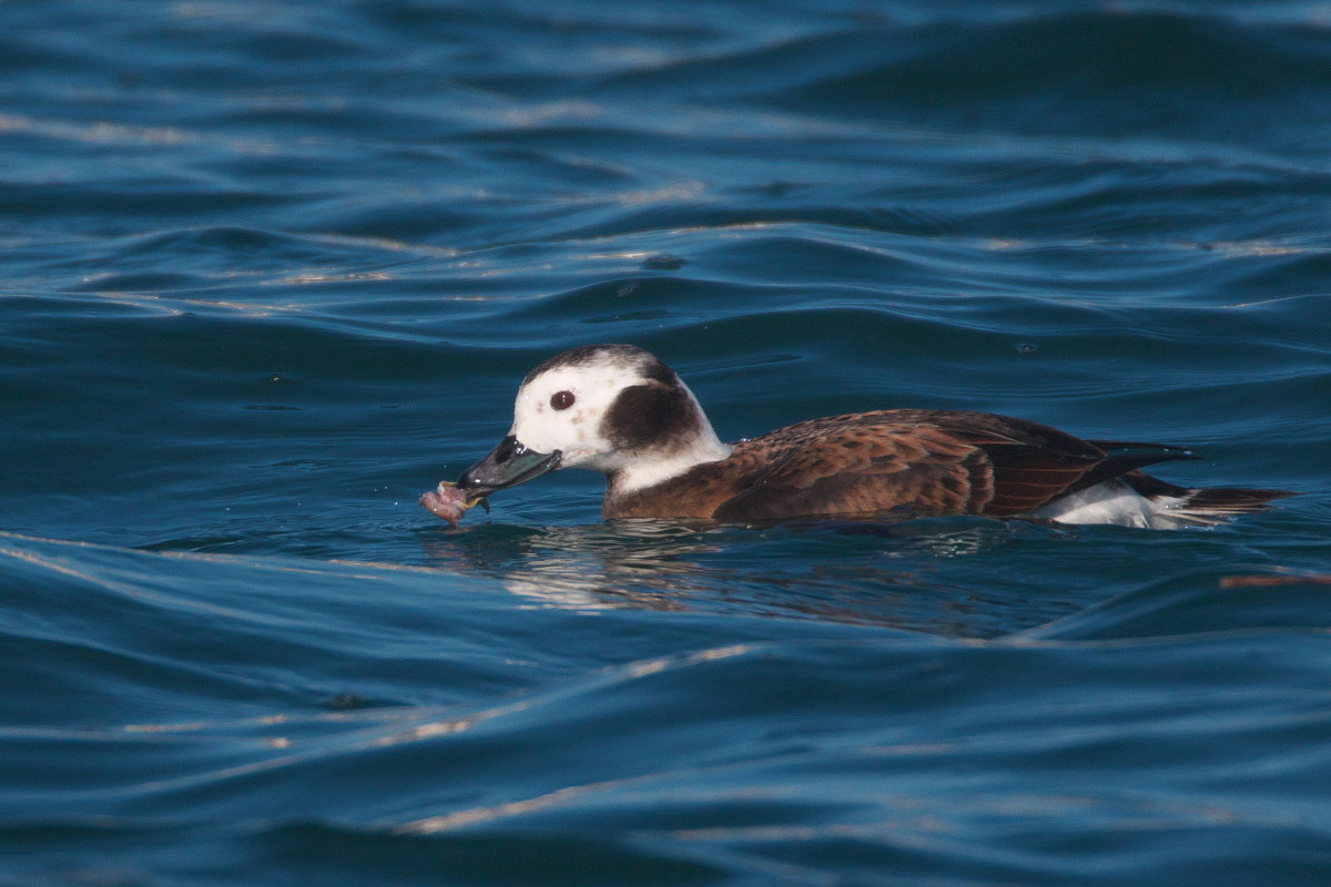 お魚咥えたコオリガモ雌 Long-tailed Duck : jobi,jobi!