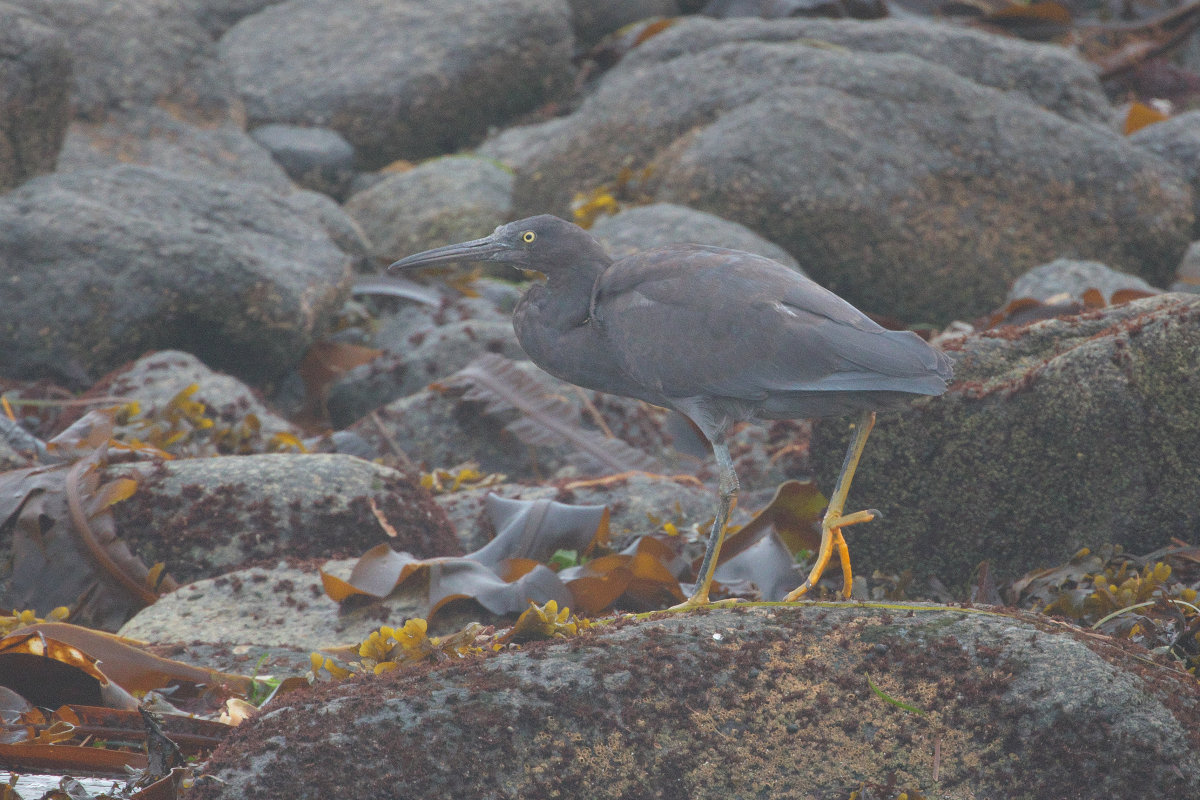 クロサギ Pacific Reef Heron : jobi,jobi!
