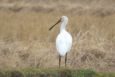 出水のヘラサギ Eurasian Spoonbill : jobi,jobi!