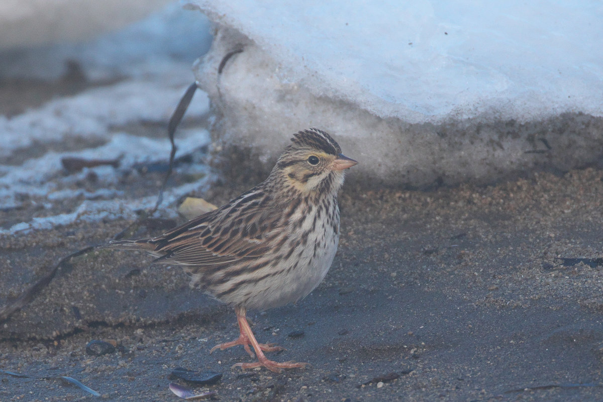 砂浜にサバンナシトド Savannah Sparrow : jobi,jobi!