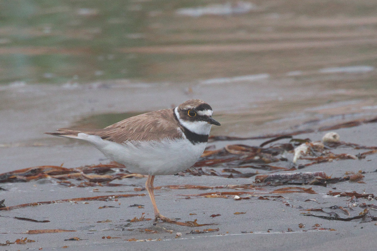 コチドリ成鳥 Little Ringed Plover : jobi,jobi!