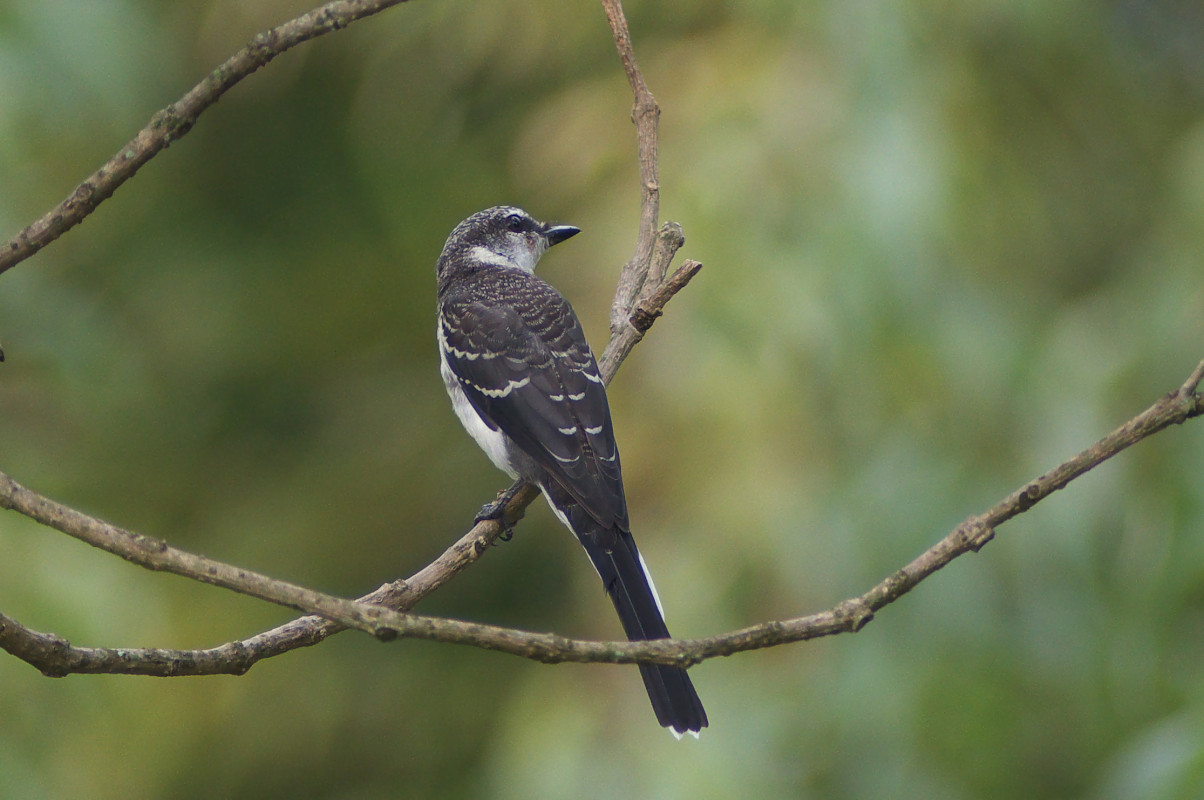 リュウキュウサンショウクイ幼鳥 Ashy Minivet : jobi,jobi!