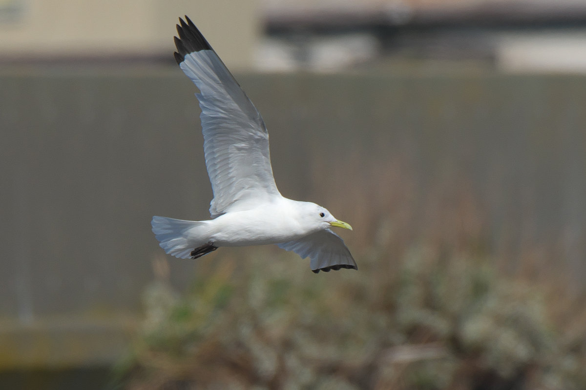 ミツユビカモメ飛翔 Black-legged Kittiwake : jobi,jobi!