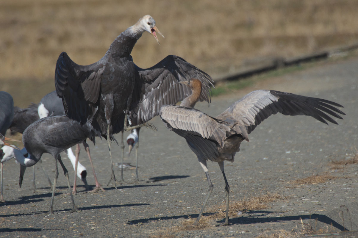 クロヅル幼鳥 Common Crane : jobi,jobi!