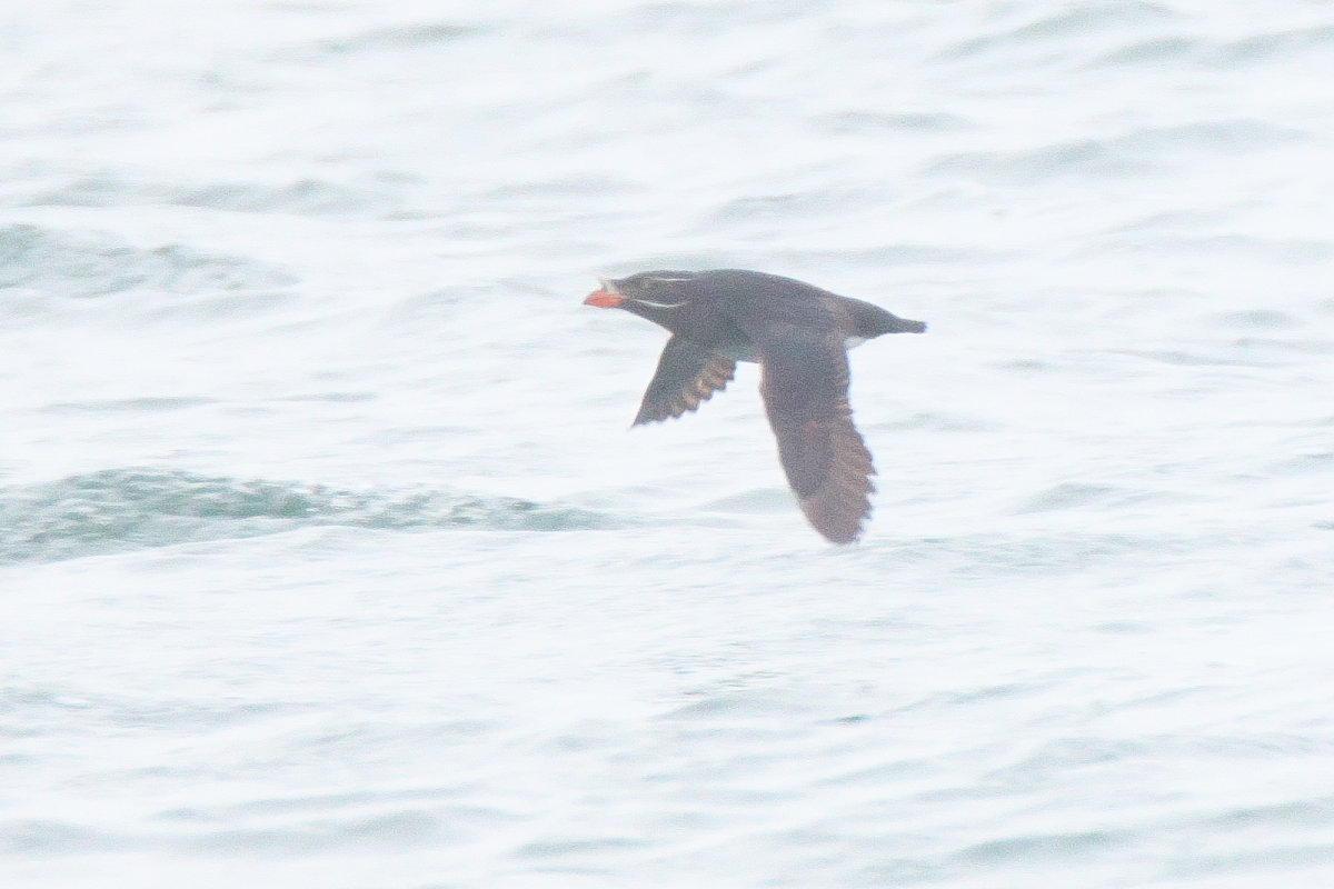 霧の港でウトウ Rhinoceros Auklet : jobi,jobi!