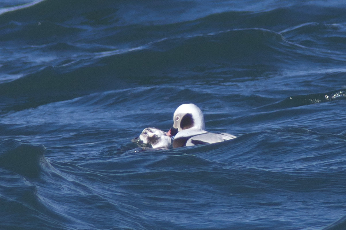 コオリガモのメイティング Long-tailed Duck : jobi,jobi!