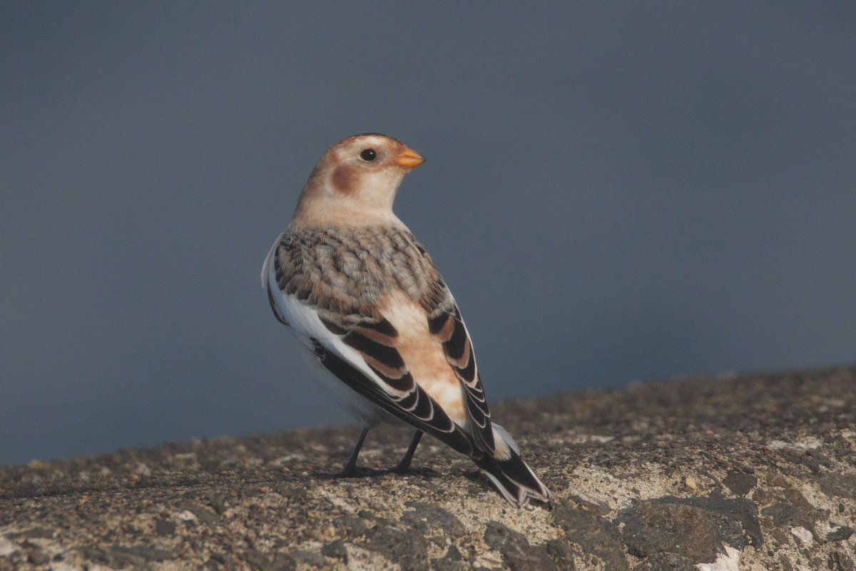 2羽になったユキホオジロ Snow Bunting : jobi,jobi!