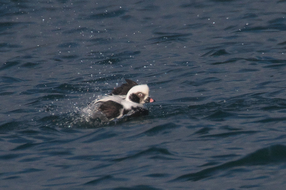 コオリガモ雄の派手な水浴び Long-tailed Duck : jobi,jobi!
