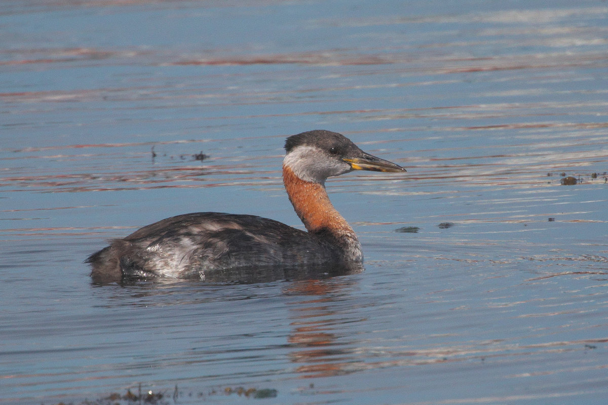 漁港にアカエリカイツブリ Red-necked Grebe : jobi,jobi!
