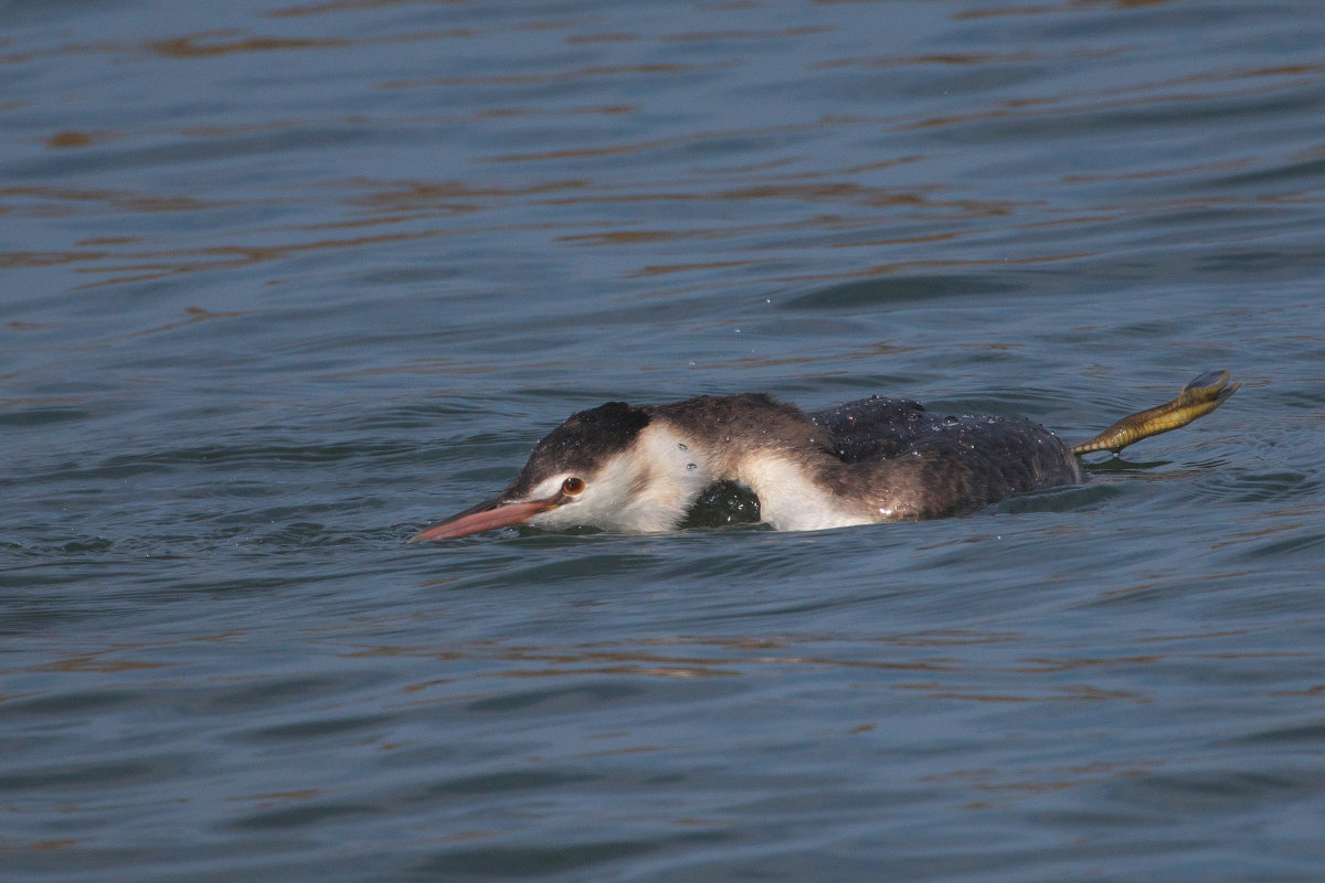 冬羽のカンムリカイツブリ Great Crested Grebe : jobi,jobi!