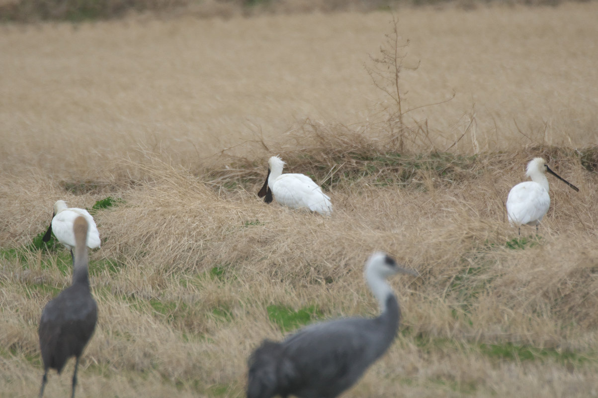出水のヘラサギ Eurasian Spoonbill : jobi,jobi!