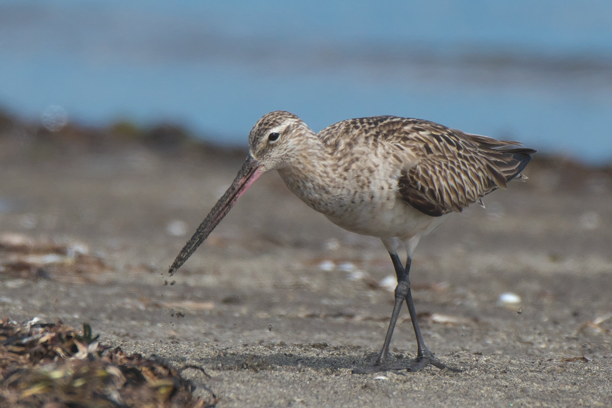 砂浜でオグロシギ幼鳥 Black-tailed Godwit : jobi,jobi!