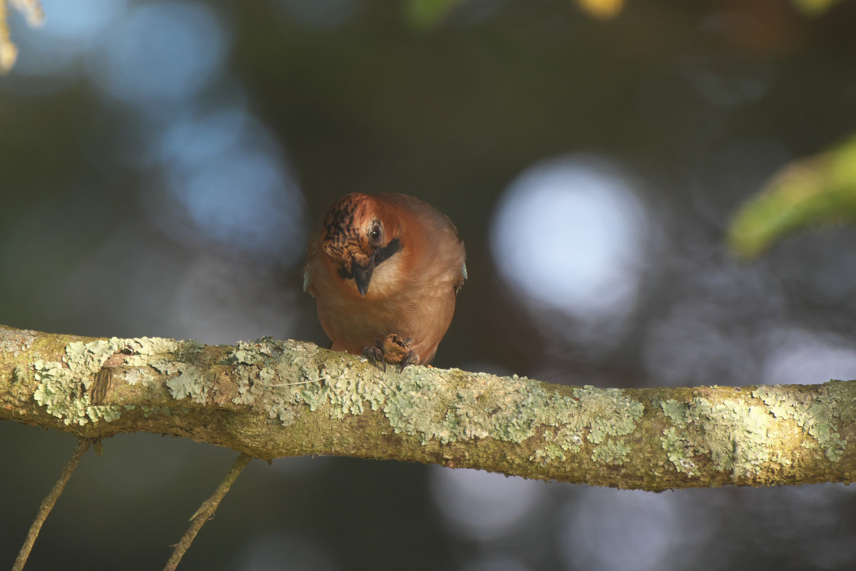 亜種ミヤマカケス Eurasian Jay : jobi,jobi!