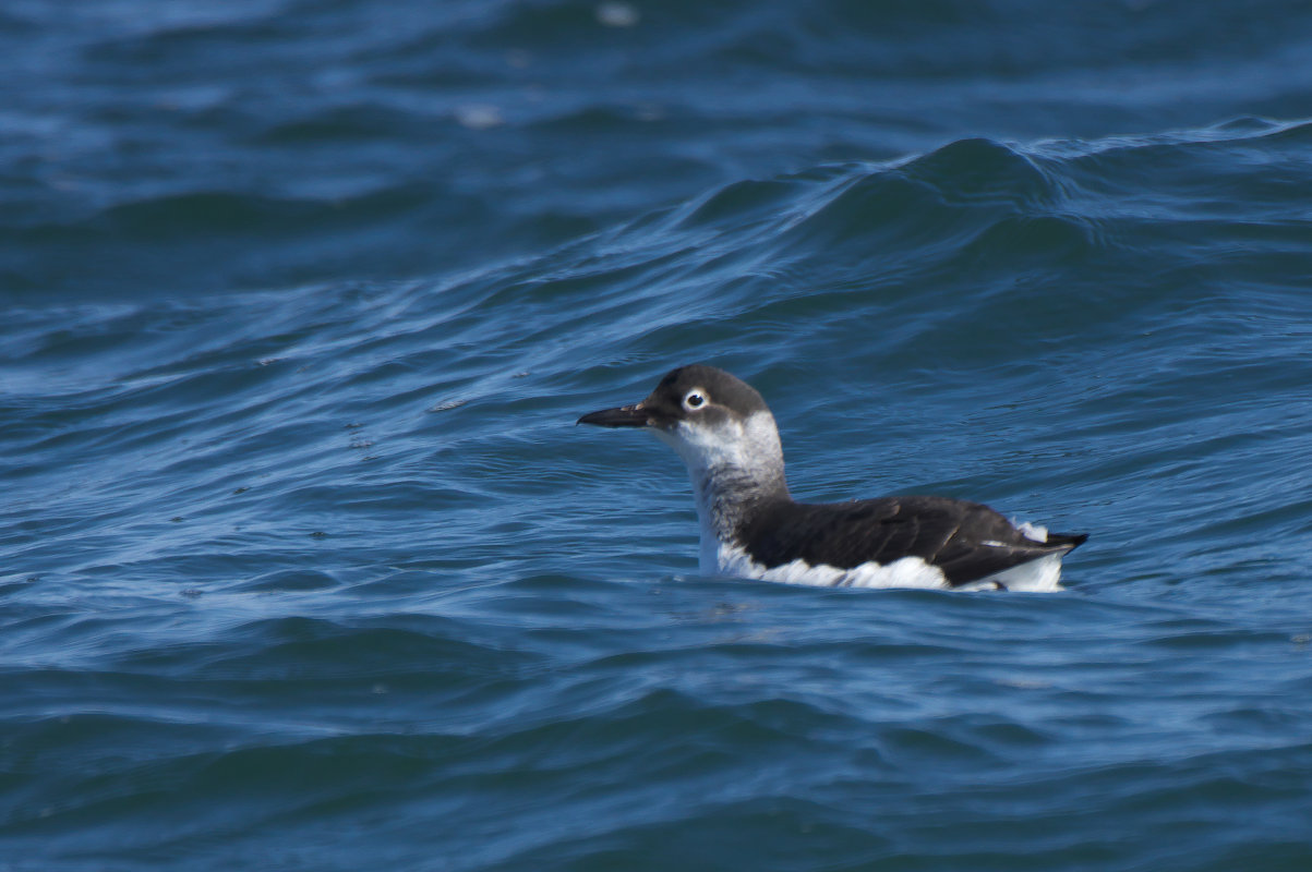 ケイマフリ冬羽 Spectacled Guillemot : jobi,jobi!