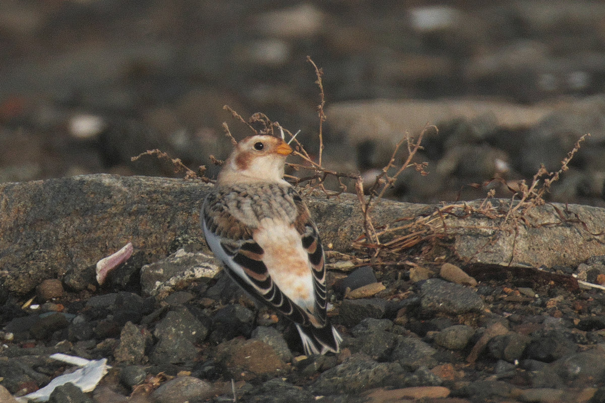 2羽になったユキホオジロ Snow Bunting : jobi,jobi!