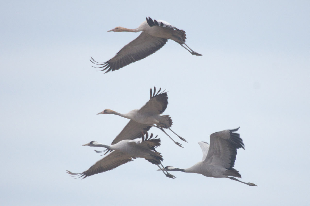 出水でクロヅルの小群 Common Crane : jobi,jobi!