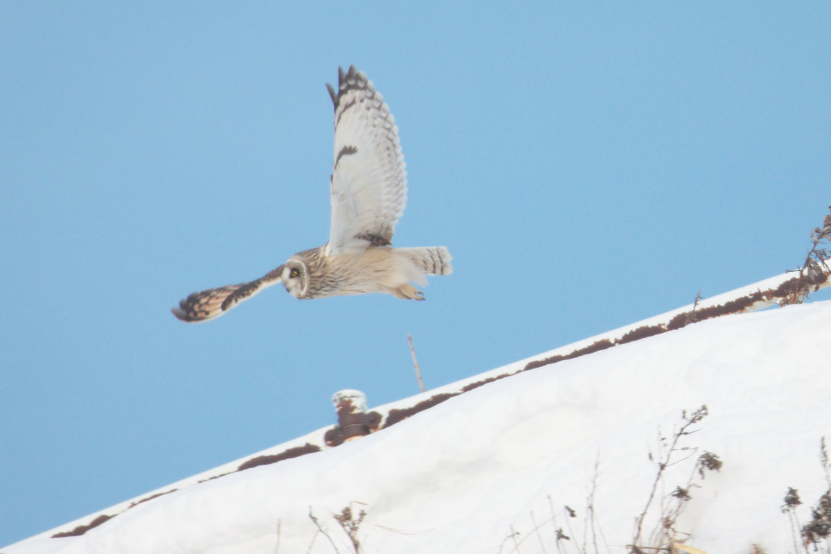 崖から飛び出すコミミズク Short-eared Owl : jobi,jobi!