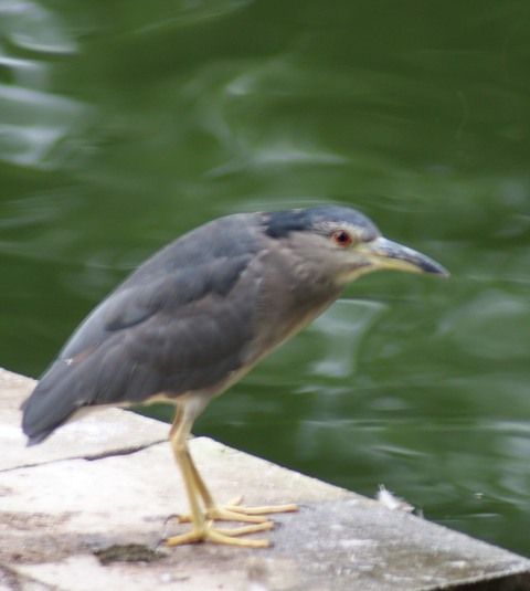 お初にお目にかかります - 一橋大学 ひょうたん池にて : 東京にしがわ散歩