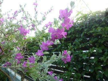 夏の花が少し咲きました # # # : 庭づくりとマロン