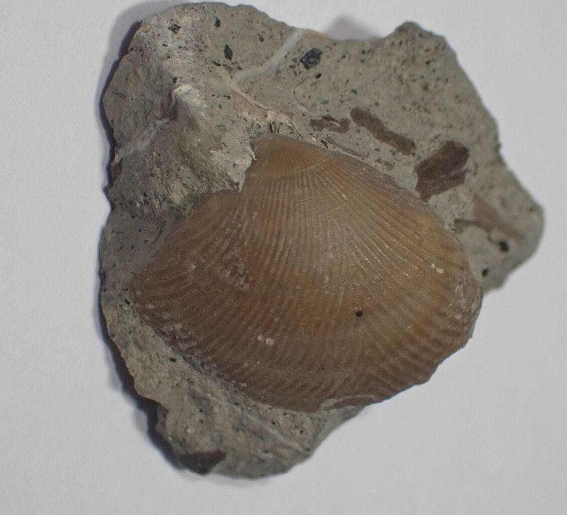 標本紹介(1) Acila hokkaidoensis : 白亜紀徒然