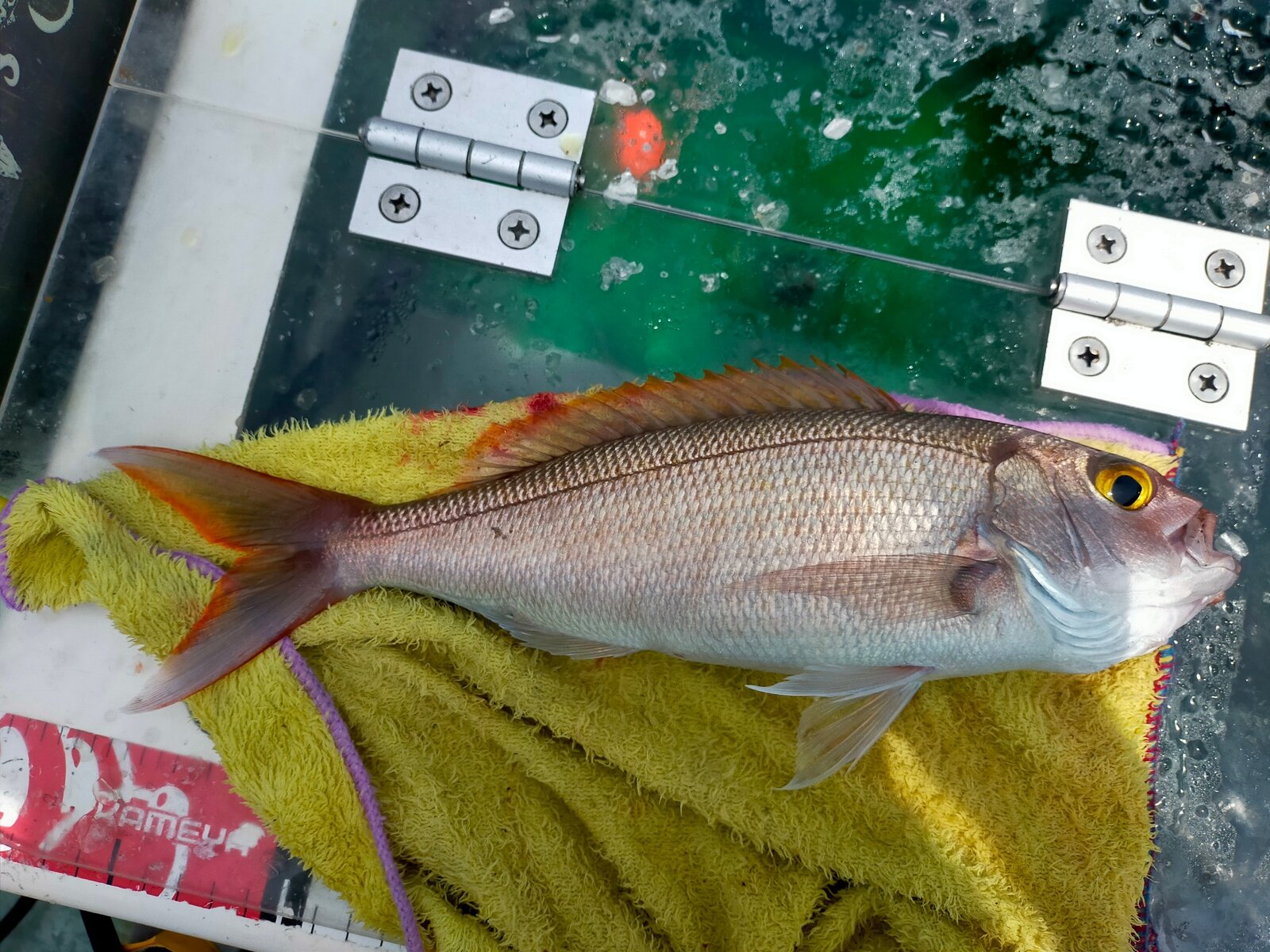2023ボート釣り（暑いです！）（18） : MomoGoの備忘録