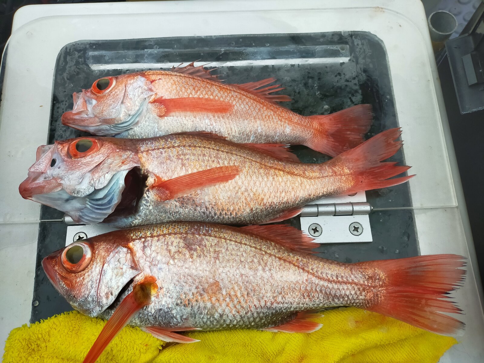 2023ボート釣り（26） : MomoGoの備忘録