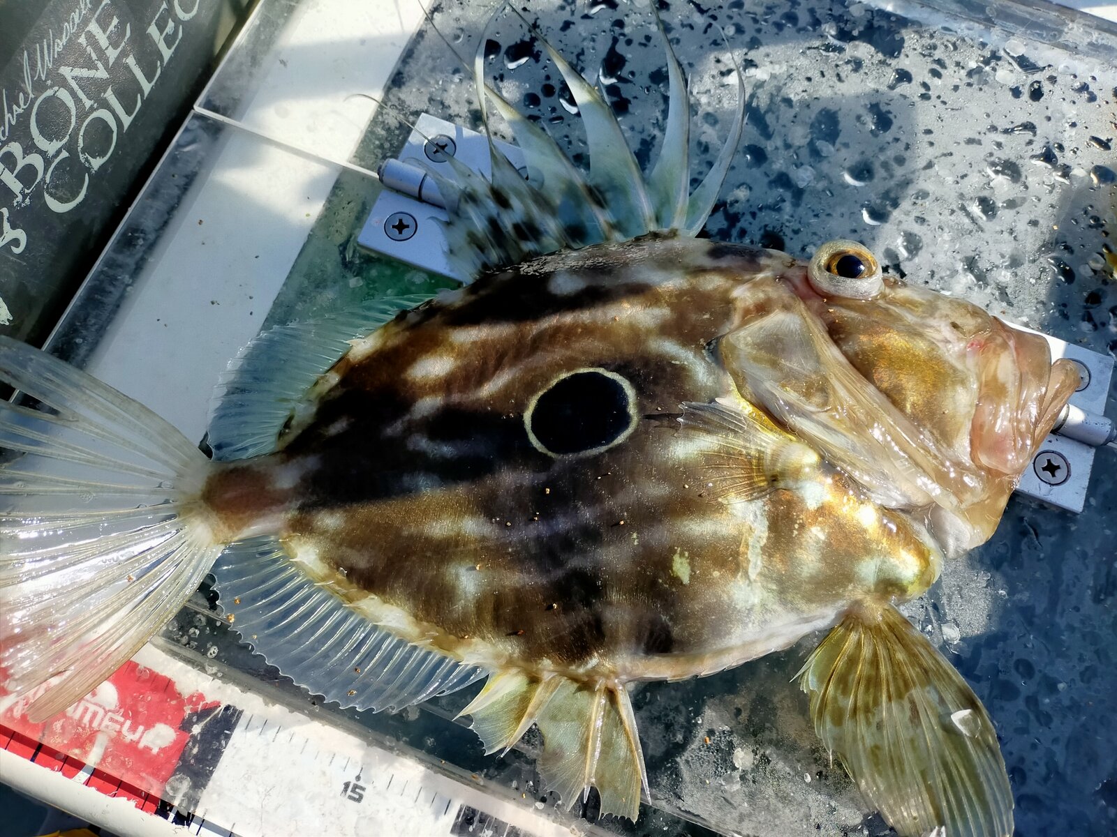 2024ボート釣り（3）（4） : MomoGoの備忘録